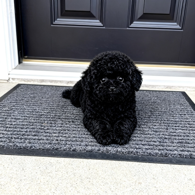 泰迪幼犬纯黑活泼超萌小体型狗