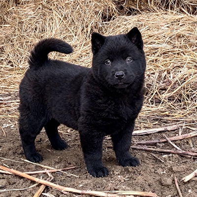 忠诚纯黑巡山犬护主聪明狩猎犬