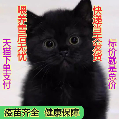 中华田园猫梨花小咪月狸