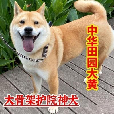 黄狗幼犬农村狗崽忠诚狩猎活泼短毛狗田园犬护院健康看家帅气活物