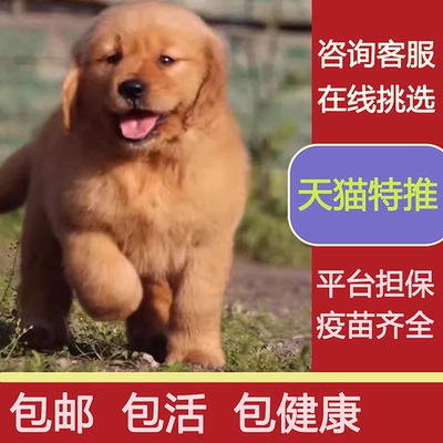 纯种金毛幼犬活体大骨架温顺聪明