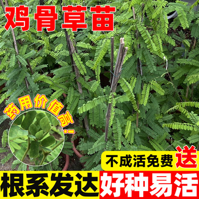 鸡骨草中草药材带土发货绿植