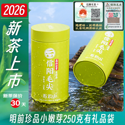 2026新茶五云村信阳毛尖