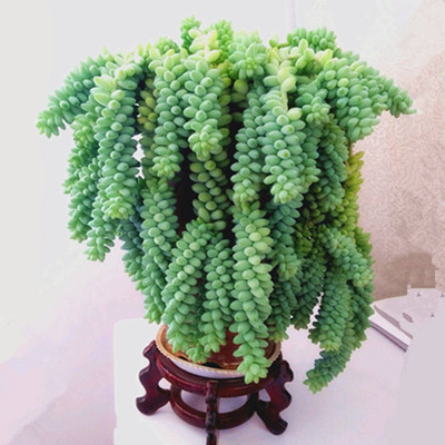 阳台庭院简单易养净化空气玉坠