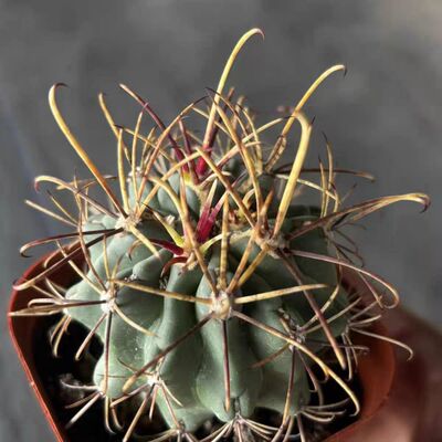 黑罗刹仙人球四季多肉黑色花奇趣高端绿植花卉阳台桌面耐寒热室内