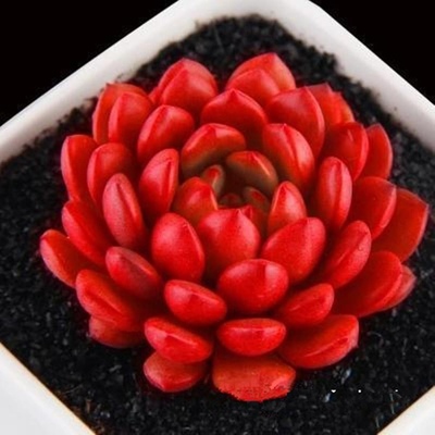 多肉植物 发货绿色红宝石花卉盆栽绿植稀有象征日子红红火火