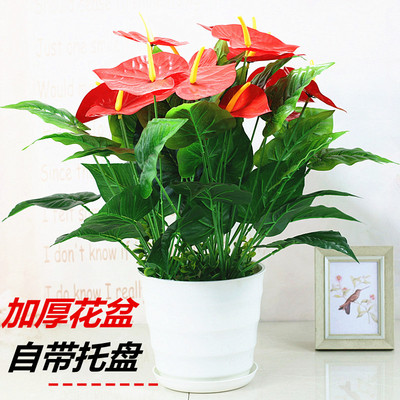 红掌客厅阳台走廊酒店宾馆假花