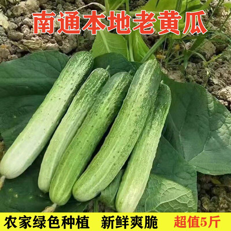 老黄瓜如皋农家自种旱黄瓜江苏本地当季新鲜蔬菜土黄瓜孕妇生吃