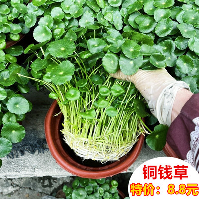 铜钱草水培植物水养懒人植物新手室内客厅阳台水池假山水生四季