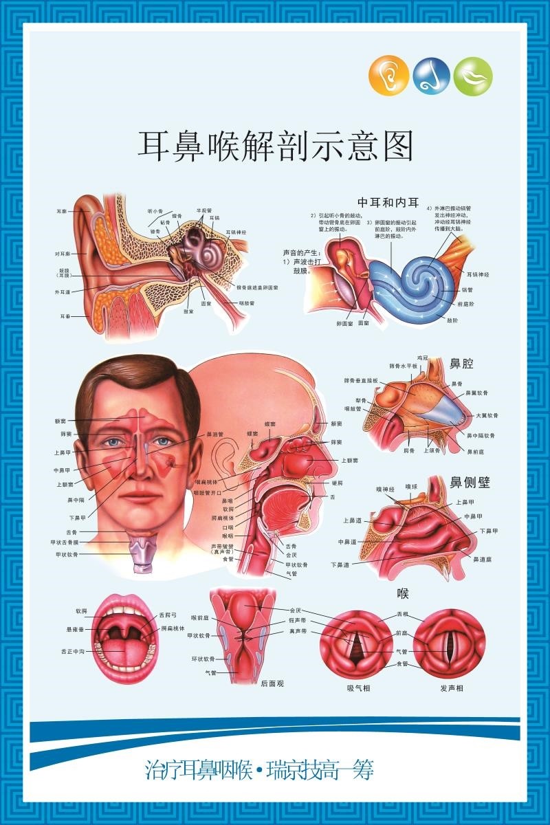 耳鼻喉解剖示意图海报展板常见耳鼻喉疾病图解耳鼻喉解剖示意图