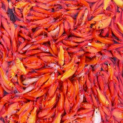 按斤称草金鱼活体小红草小金鱼观赏鱼冷水鱼锦鲤鱼红龙活体饲料a6