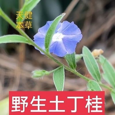 野生土丁桂中药材银丝草白毛草银丝草毛棘草过饥草鹿含草泻痢草