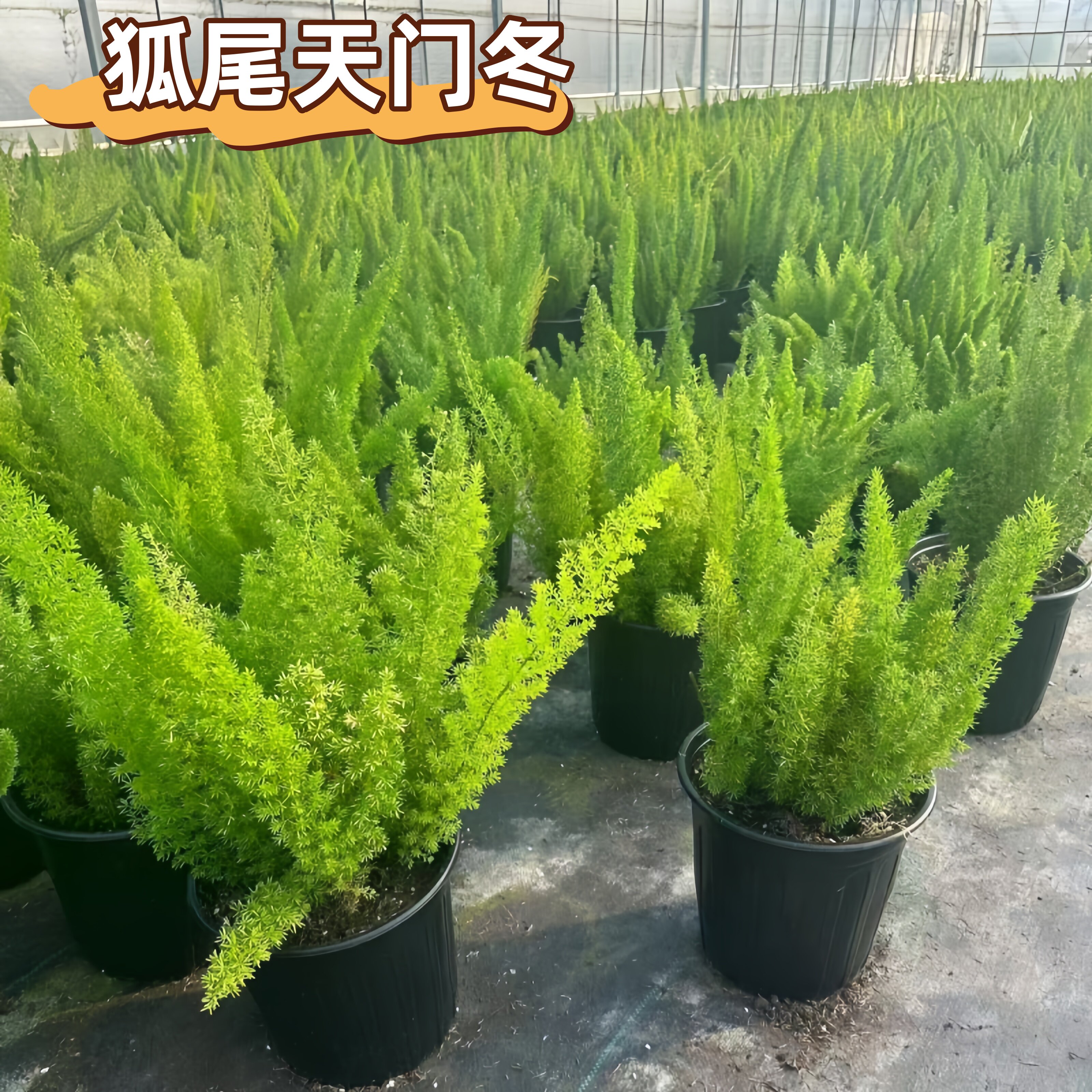 狐尾天门冬盆栽阳台庭院花园植物四季绿植苗花镜耐寒耐热带土易活