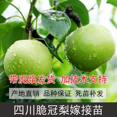 四川新鲜现挖嫁接翠玉梨树苗