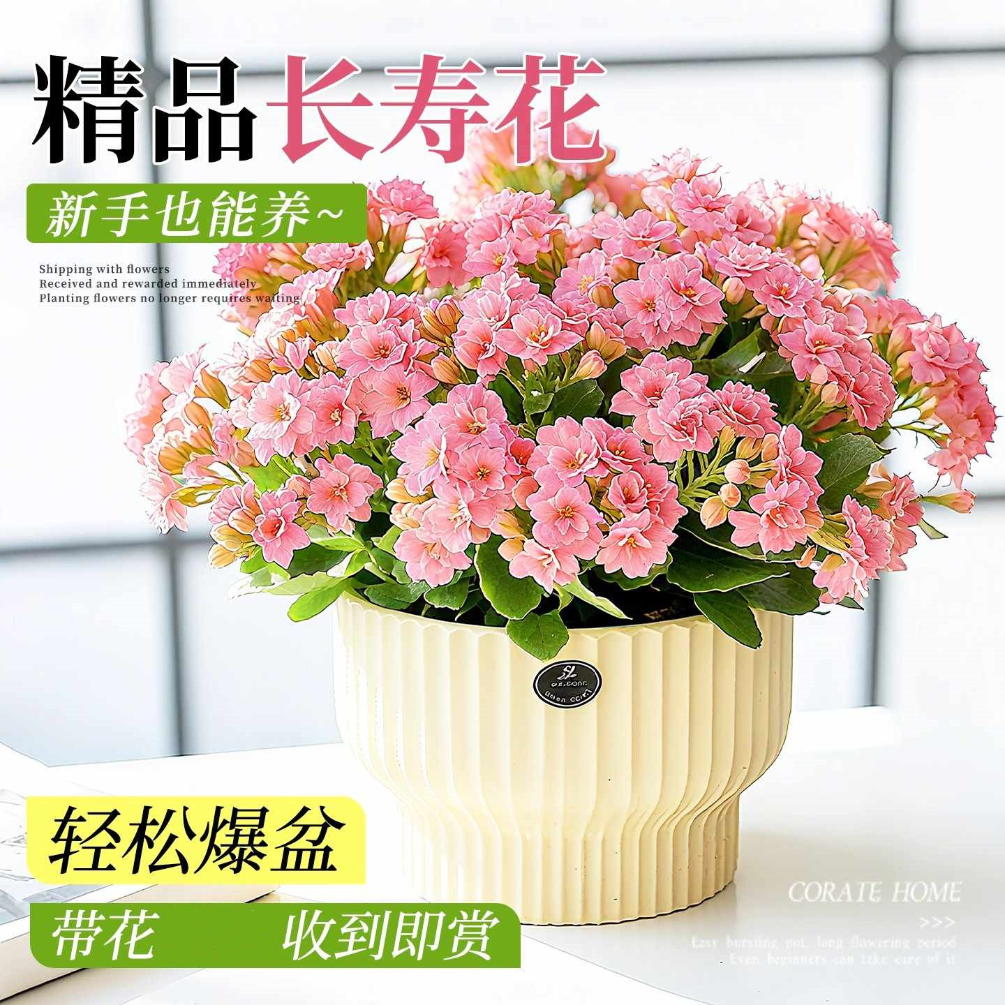长寿花盆栽重瓣大花宫灯带花苞花卉室内阳台桌面四季常青好养绿植