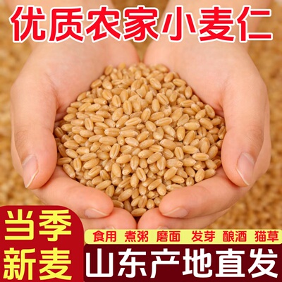 小麦仁新货小麦粒粗粮杂粮无杂质