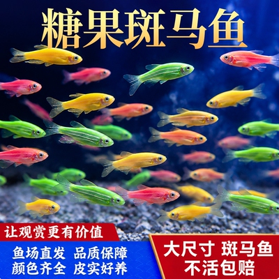 七彩糖果斑马鱼观赏鱼大号群游鱼小型热带灯科鱼淡水好养耐活特价