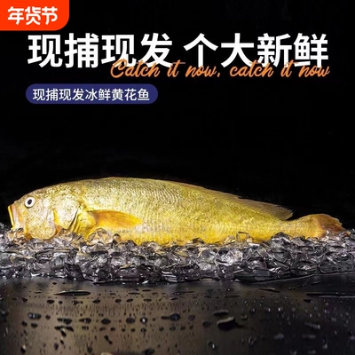 福建宁德鲜冻大黄鱼新鲜大黄花鱼海鲜水产冰鲜特大冷冻鲜活生鲜