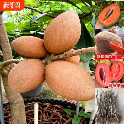 妈咪果树苗新品种嫁接马加纳洛里托树苗马梅果树苗南北方种植盆栽