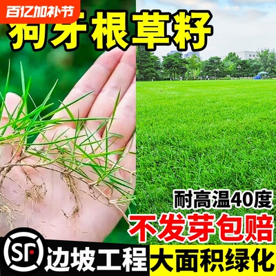 草籽进口狗牙根护坡固土耐旱绿化脱壳草坪草种子净籽庭院北方地毯