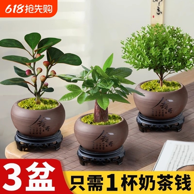 小叶赤楠盆栽菩提树盆景办公室内发财树文竹绿植物好养除甲醛绿萝