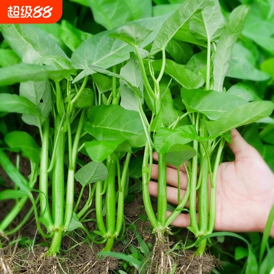 高产三叉空心菜秧苗空心菜种子四季盆栽白梗柳叶多茬采收蔬菜苗