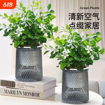 清香驱蚊九里香盆栽花卉室内外驱蚊草植物树苗吉利红老桩盆景绿植