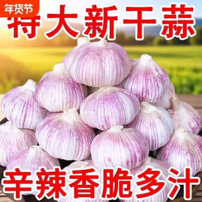 山东金乡紫皮大蒜头干蒜特级种籽新鲜蒜瓣蒜种子农家大蒜大葱生鲜