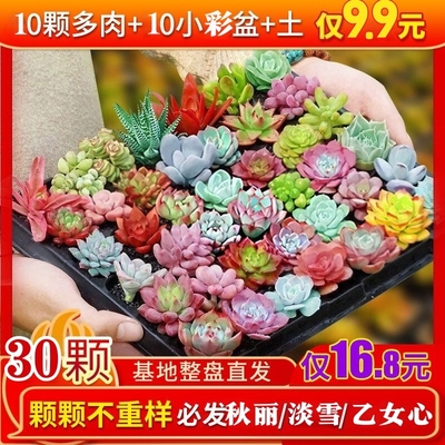 精品多肉植物绿植组合盆栽花卉家居装饰迷你摆件组合人造盆栽盆景