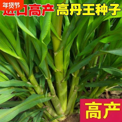 高丹王草种籽籽四季高产牧草