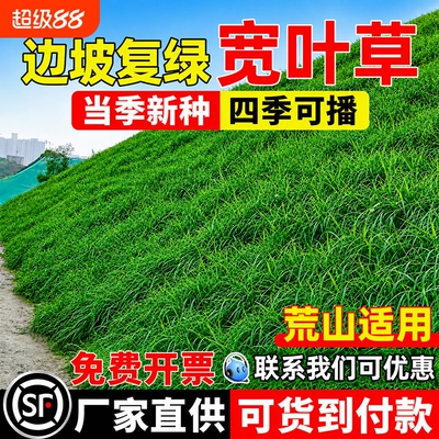 宽叶草草籽四季常青护坡绿化耐热耐旱高发芽率工程复绿草坪草种子