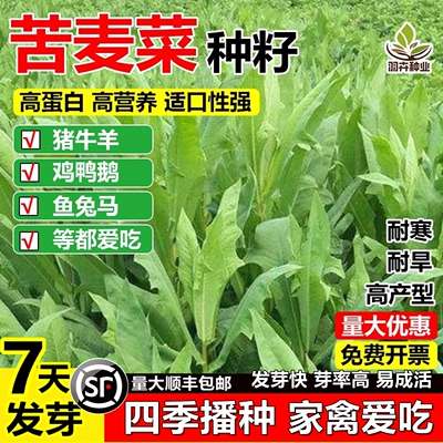 苦麦菜种子四季高产耐寒牧草种子