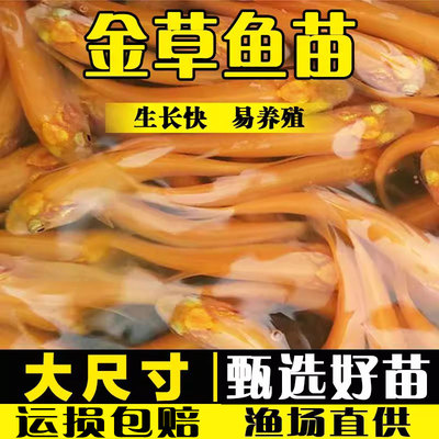 金草鱼苗草鱼苗花鲢白鲢丁桂鱼