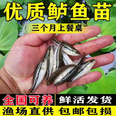 弥翠园优质鲈鱼鱼苗淡水渔场直供