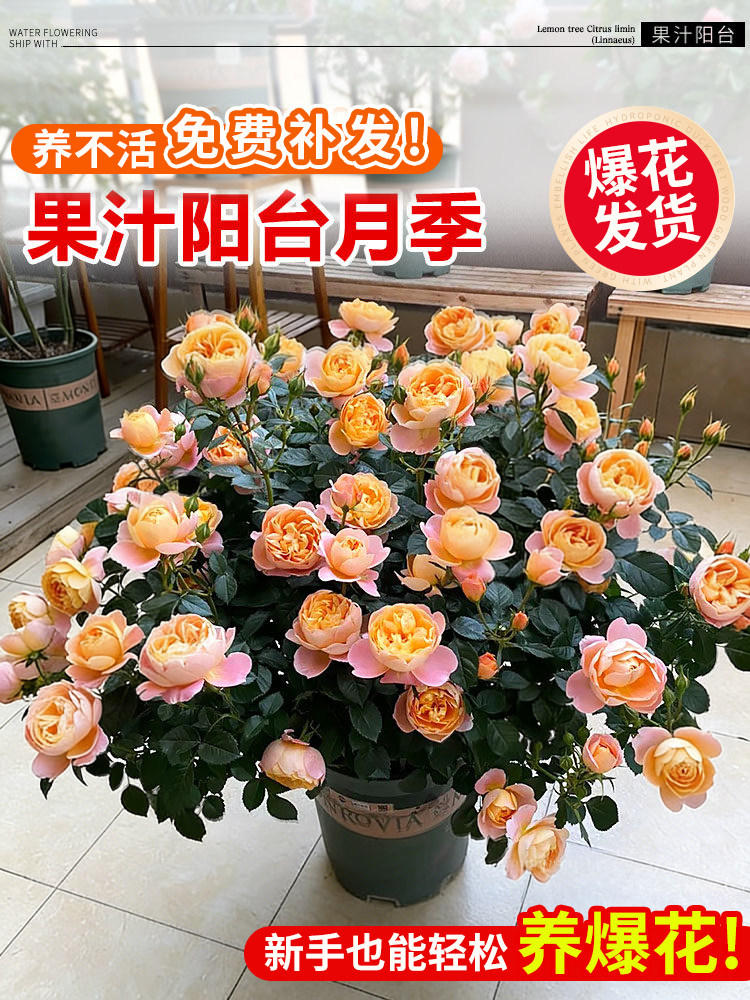 带花果汁阳台月季花苗盆栽带花苞四季常青花卉阳台玫瑰蔷薇花灌木