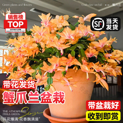 蟹爪兰多色花苗盆栽带花苞好养活