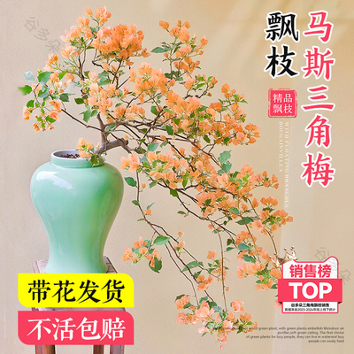马斯三角梅盆栽带花大苗飘枝造型室内阳台客厅四季常青绿植物花卉
