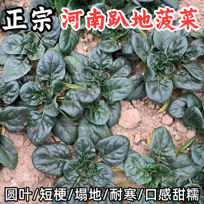 河南趴地菠菜种子黑圆叶矮脚红根耐热耐寒越冬抗病塌趴地菠菜子籽