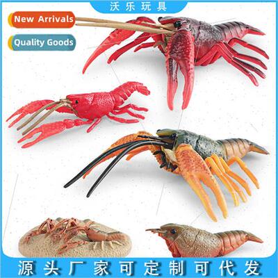 Lobster growth cycle model lobster growth change process dec