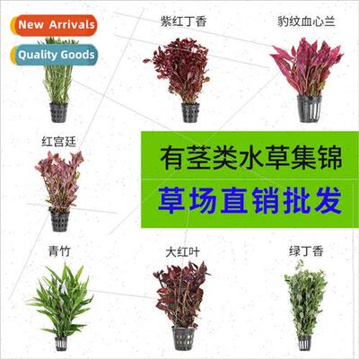 Aquascape aquatic plants stems aquatic plants green feather