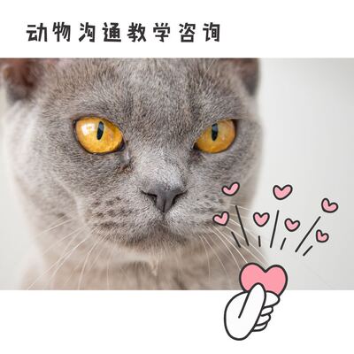 动物沟通宠物沟通小宠沟通异宠