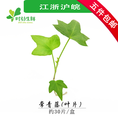 新鲜常青藤叶子（约30片）五角叶  长青藤 料理点缀西餐摆盘装饰