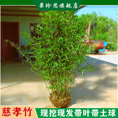 丛生慈孝竹苗窝竹四季常青植物