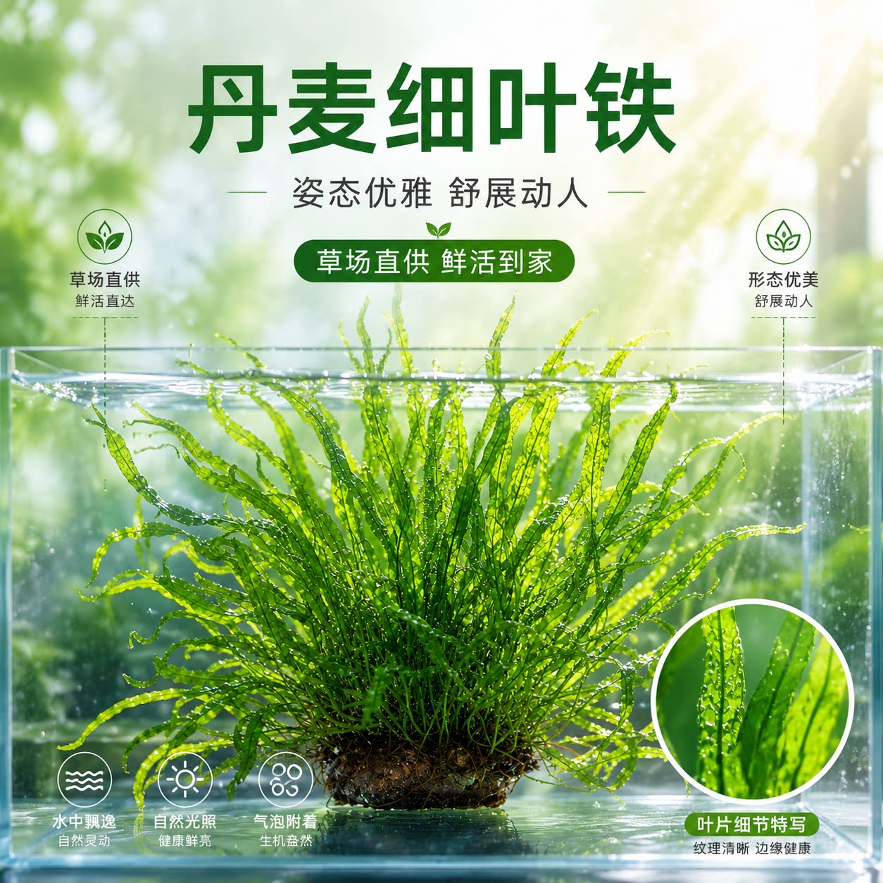 丹麦细叶铁皇冠水草水下叶增氧新手懒人鱼缸草缸淡水造景阴性好养
