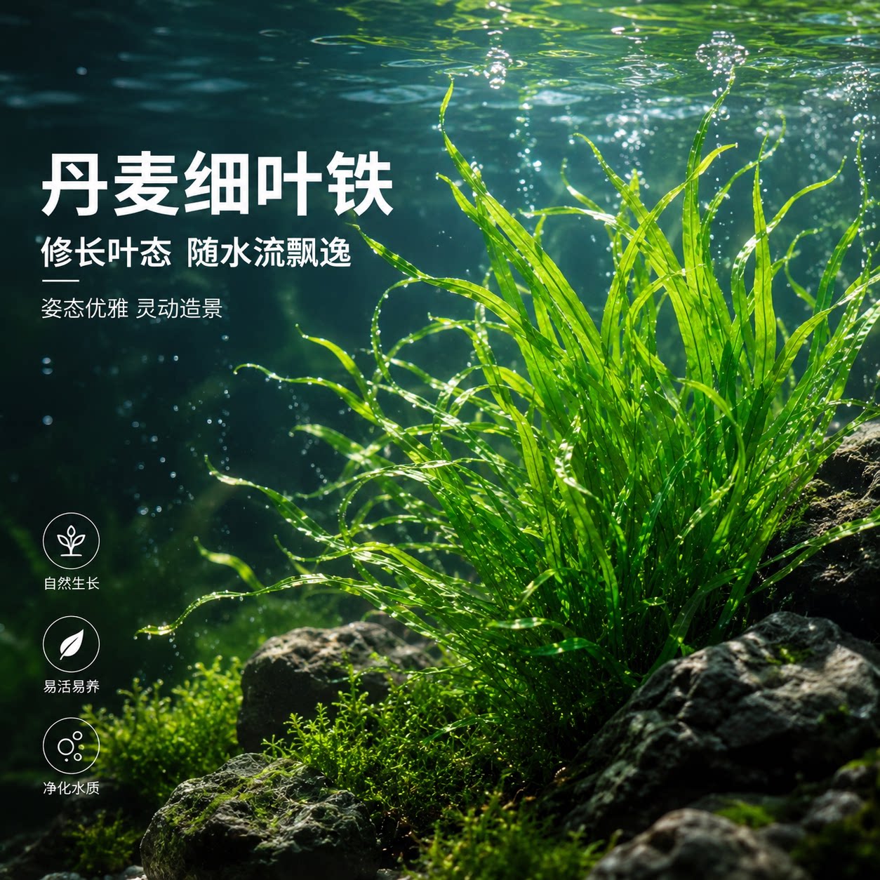 丹麦细叶铁皇冠水草水下叶鱼缸草缸新手懒人淡水造景阴性好养增氧