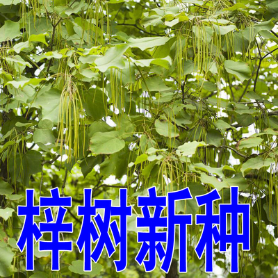 楸树种子梓树种子金丝楸种子臭梧桐种子黄花楸水桐楸河楸梓桐种子