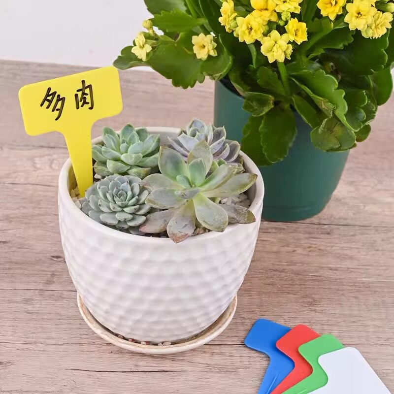 记录标签牌花盆标识多肉植物记号花卉绿植塑料名字标签牌插牌插地