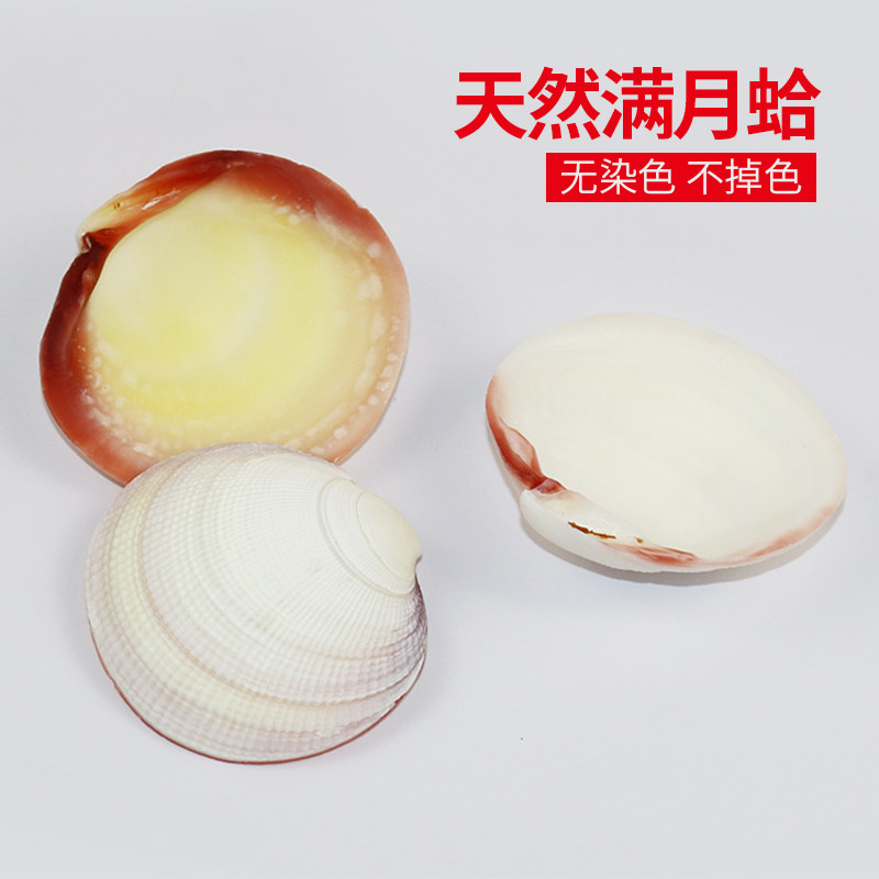 天然贝壳海螺满月蛤家居橱窗设计创意礼物装饰鱼缸造景寄居蟹食盆