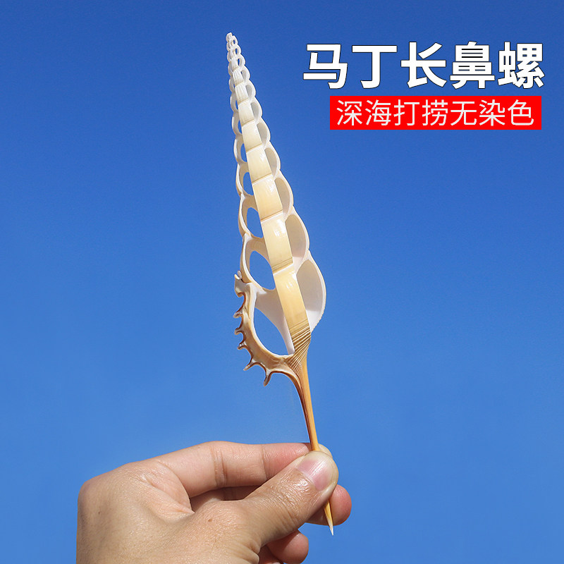 切割马丁长鼻螺天然贝壳海螺收藏标本螺创意礼品地中海家居装饰螺