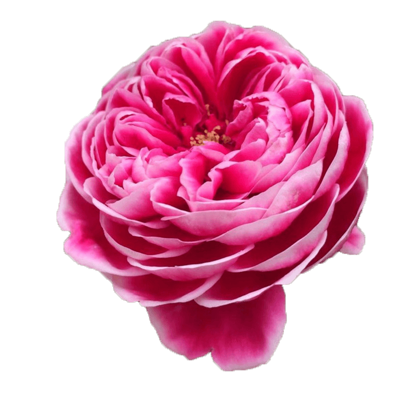 花芬坊卡罗拉玫瑰花苗